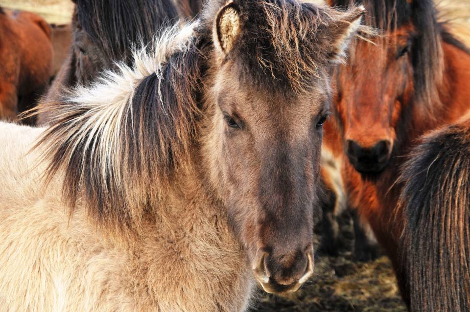 caballo de hielo - Camper Iceland - Alquile una autocaravana, una ...